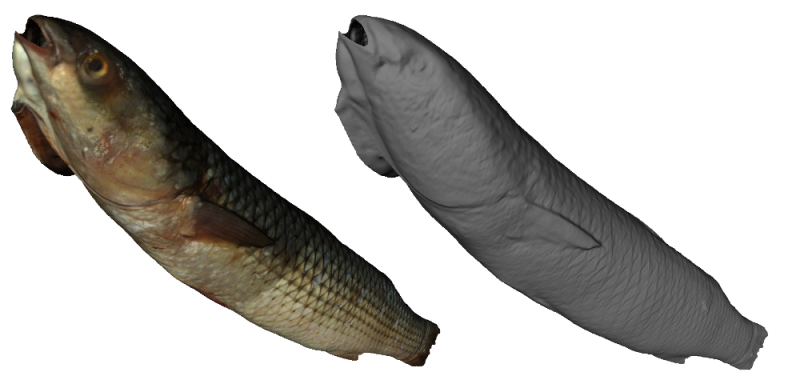 Time to scan some fish | Artec 3D Scanners News