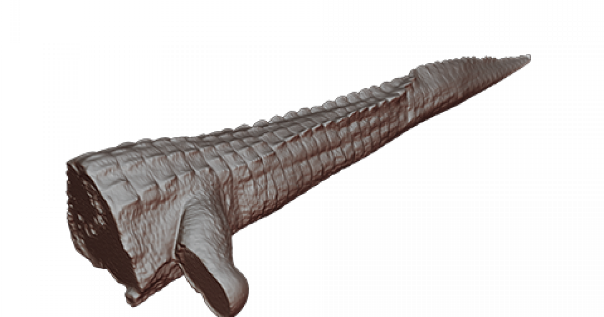 Alligator Tail | Free 3D model | Professional 3D scanning solutions