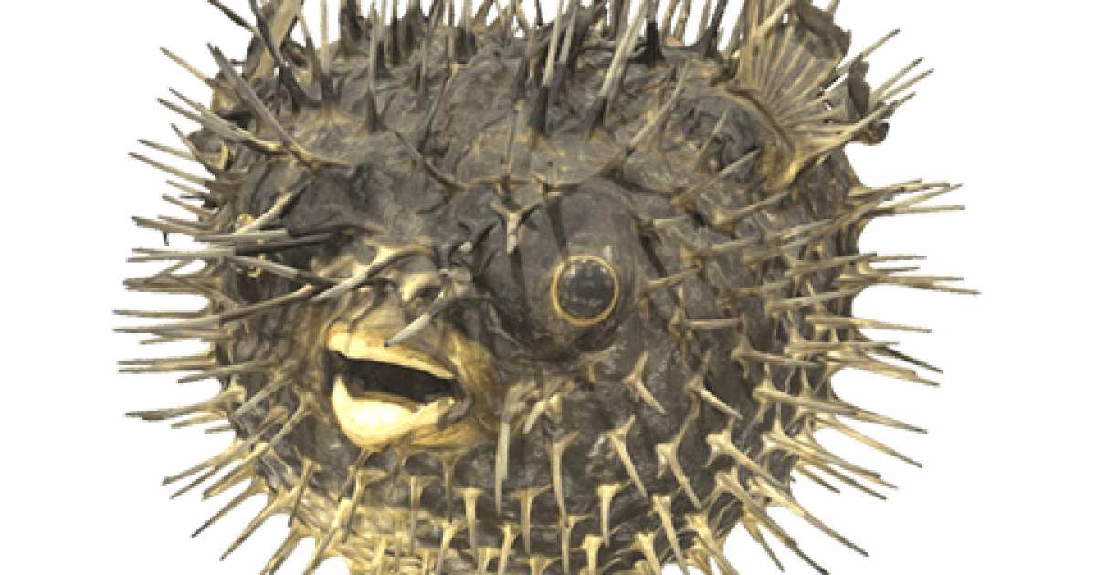 Puffer Fish | Free 3D model | Professional 3D scanning solutions
